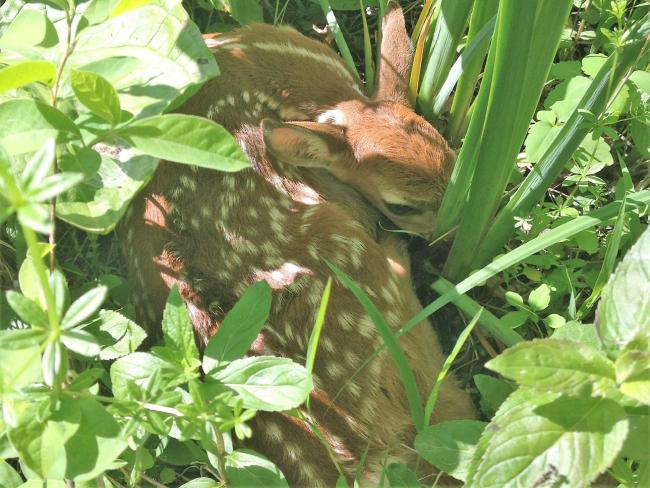 No Touchy: DEM Urges the Public Not to Remove Fawns and Other Baby ...